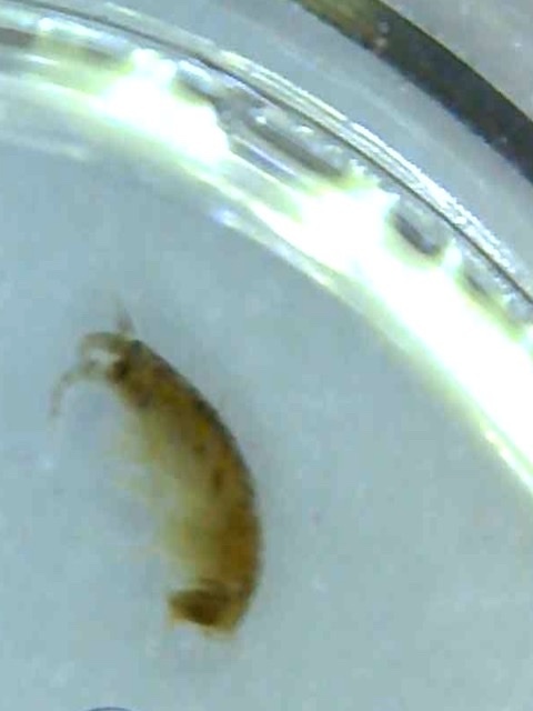 Corophiidae from Galliano, LA, US on July 18, 2024 at 09:25 AM by ...