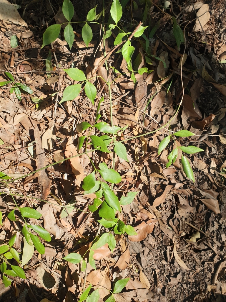 Blood Vine from Chermside West QLD 4032, Australia on July 19, 2024 at ...