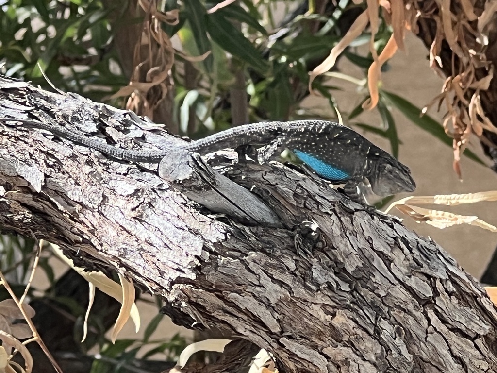 Tree and Bush Lizards in May 2024 by Crayfishcray82 · iNaturalist