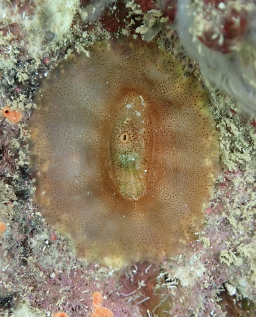 Fissurella from Caletón de la Majagua, La Romana, La Romana, DO on July ...