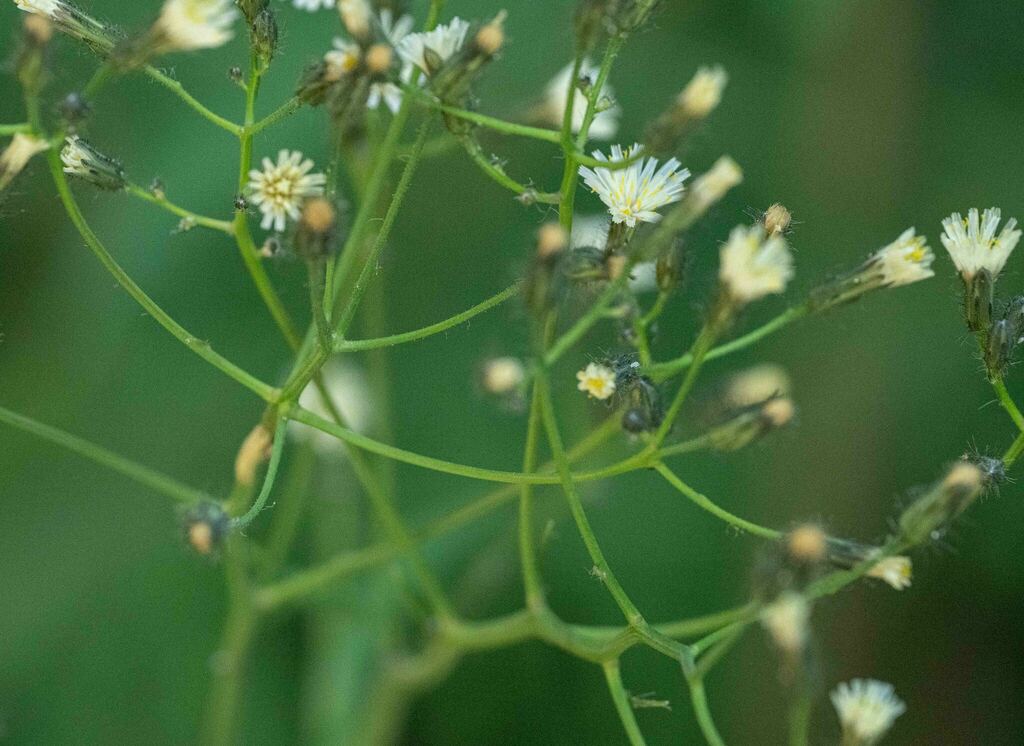 white hawkweed from West Vancouver, BC, Canada on July 17, 2024 at 10: ...