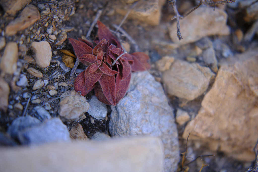 Crassula tabularis from Naukluft, Day 6 on May 20, 2019 at 07:57 AM by ...