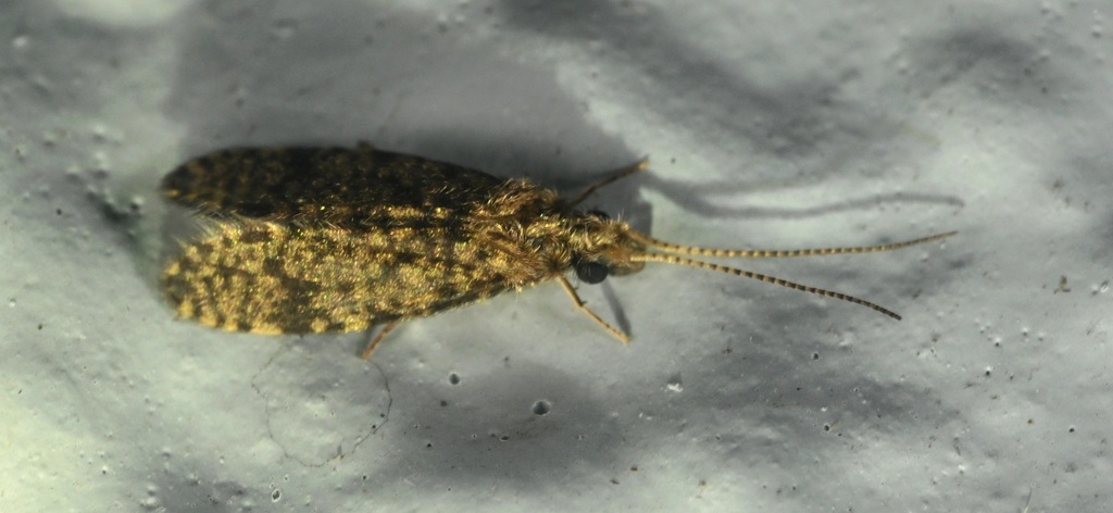 Ecnomus in July 2024 by sk2 · iNaturalist