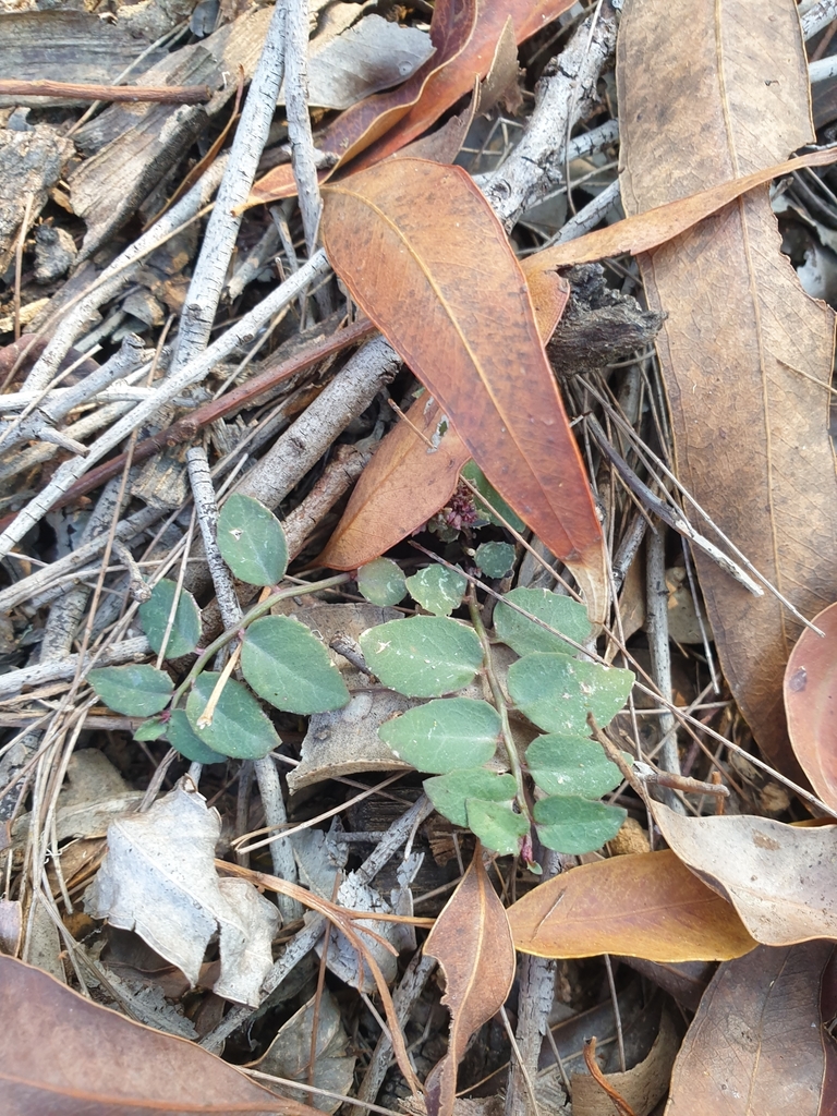 White Root from Chermside West QLD 4032, Australia on July 19, 2024 at ...
