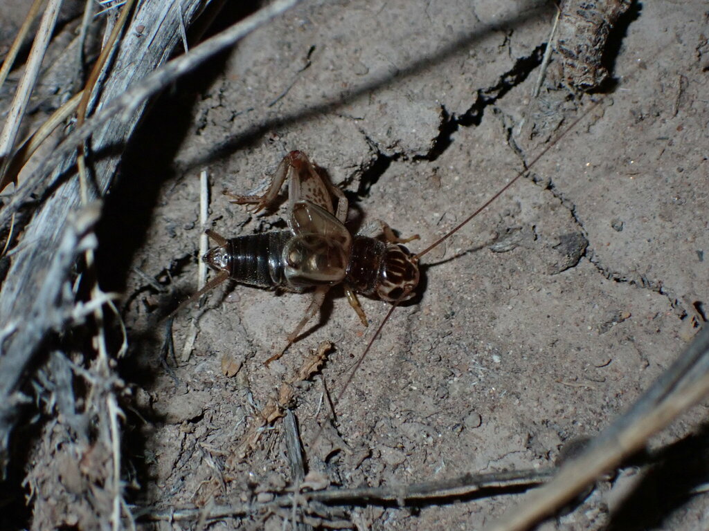 Western Striped Cricket from Deming, NM 88030, USA on July 5, 2024 at ...