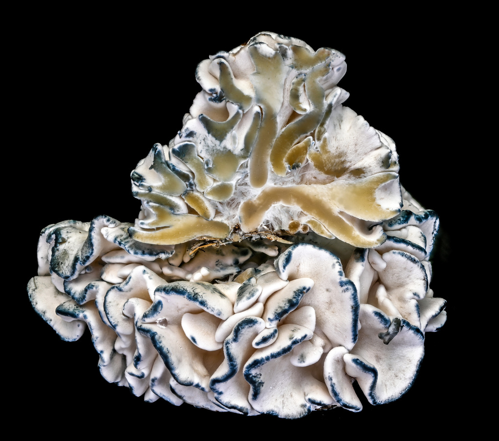 Magic Mushroom from Guadalajara, Jalisco, Mexico on July 27, 2022 by ...