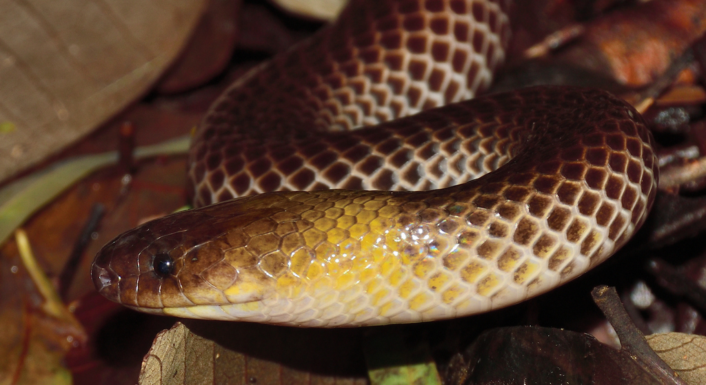 Brown-headed Snake from Cooktown QLD 4895, Australia on March 30, 2024 ...