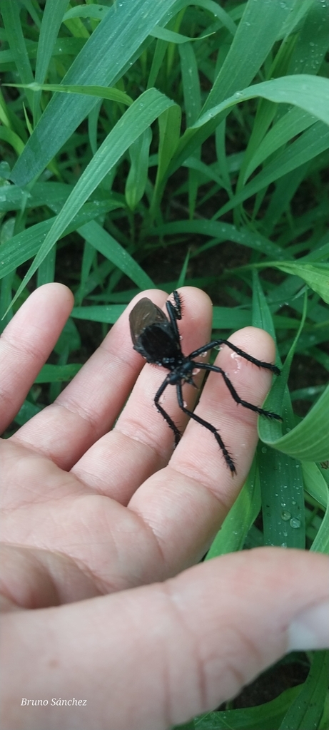 Archilestris magnificus from Cascada Los Huenchos on July 17, 2024 at ...