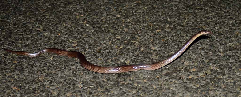 Yellow-naped Snake from Desailly QLD 4871, Australia on June 13, 2024 ...
