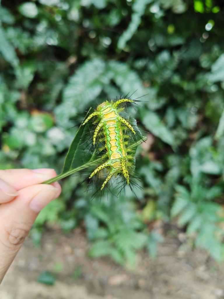 Phocoderma from Mengla County, Xishuangbanna Dai Autonomous Prefecture ...
