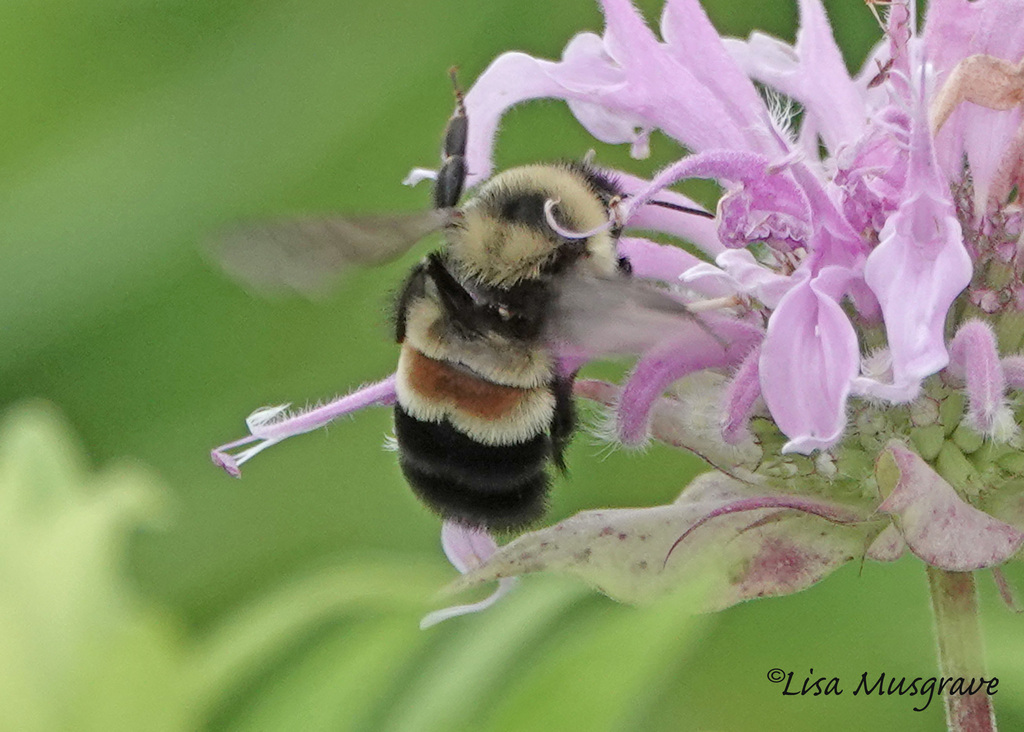 Rusty-patched Bumble Bee in July 2024 by Lisa Musgrave · iNaturalist