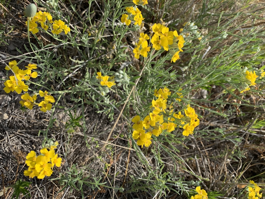 woolly paperflower from 141–165 NW County Rd, Hobbs, NM, US on June 2 ...