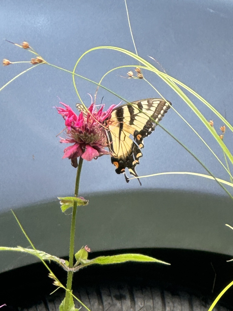 Eastern Tiger Swallowtail from Holland Hill Rd, Putney, VT, US on July ...