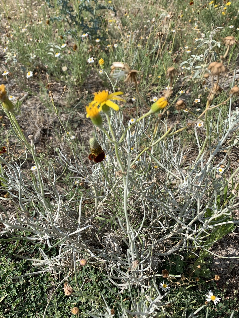 threadleaf groundsel from 141–165 NW County Rd, Hobbs, NM, US on June 2 ...
