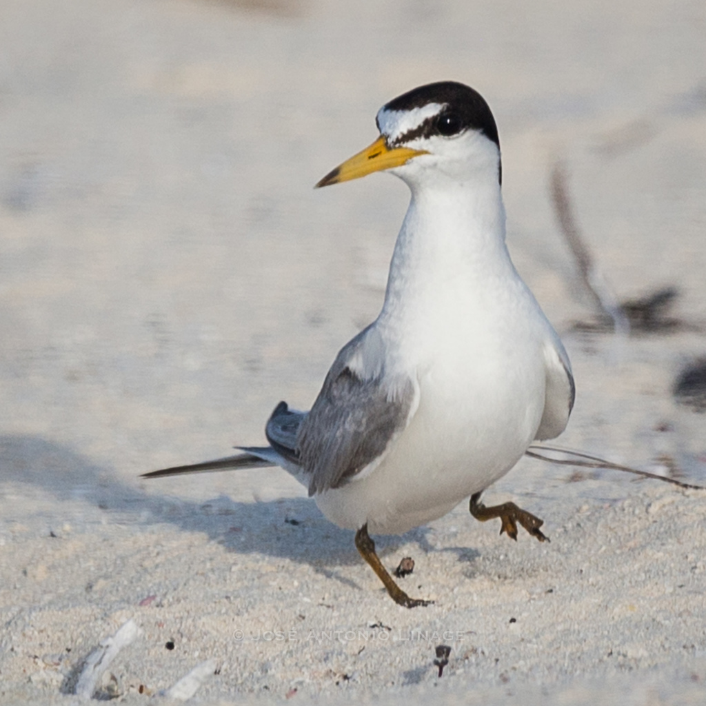 Least Tern (Endangered and threatened wildlife of illinois ) · iNaturalist