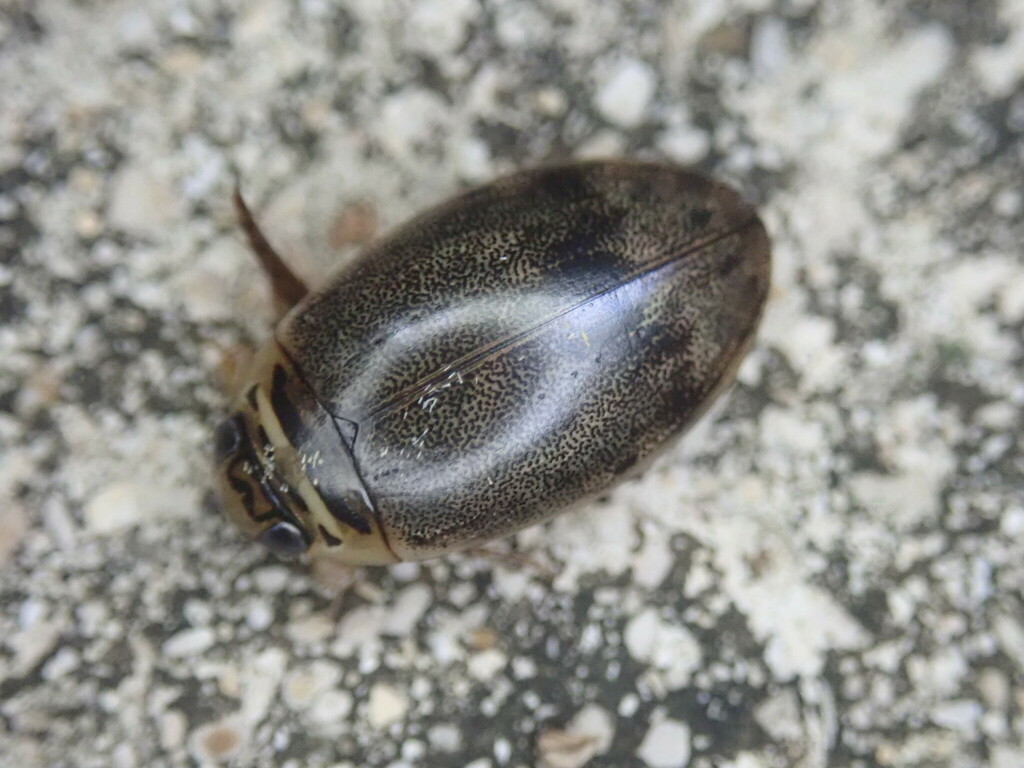 Mottled Diving Beetle from San Marcos, TX, USA on July 18, 2024 at 10: ...