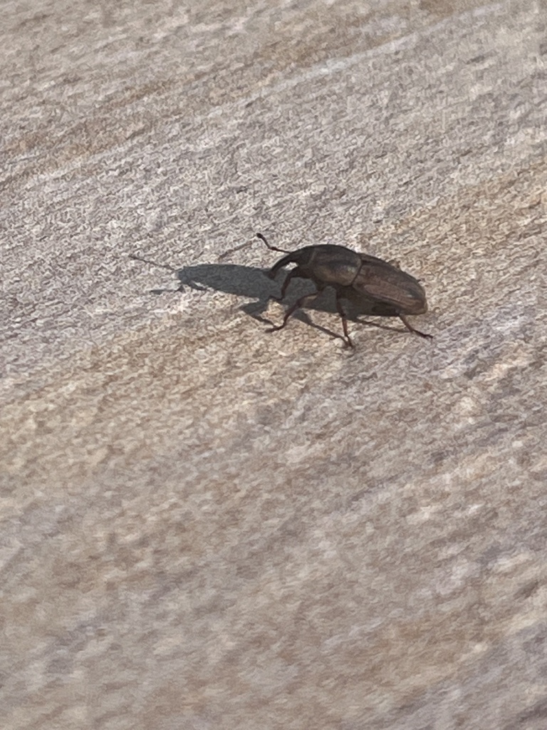 Hunting Billbug from Crete, Elounta, M, GR on July 19, 2024 at 08:41 AM ...