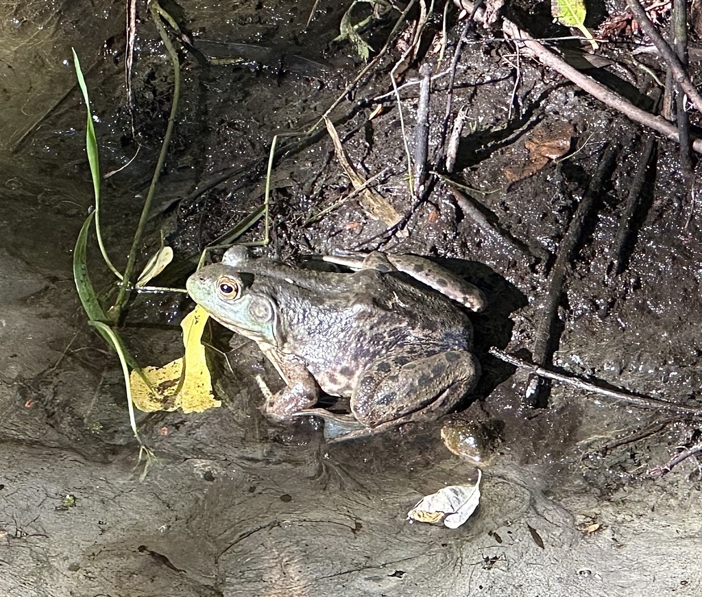 American Bullfrog from North Creek Park And Water Retention Facility ...