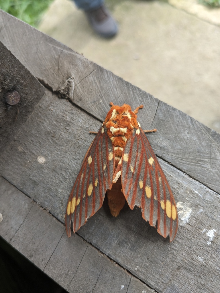 Citheronia from San José, El Jardín, Costa Rica on June 3, 2024 at 01: ...
