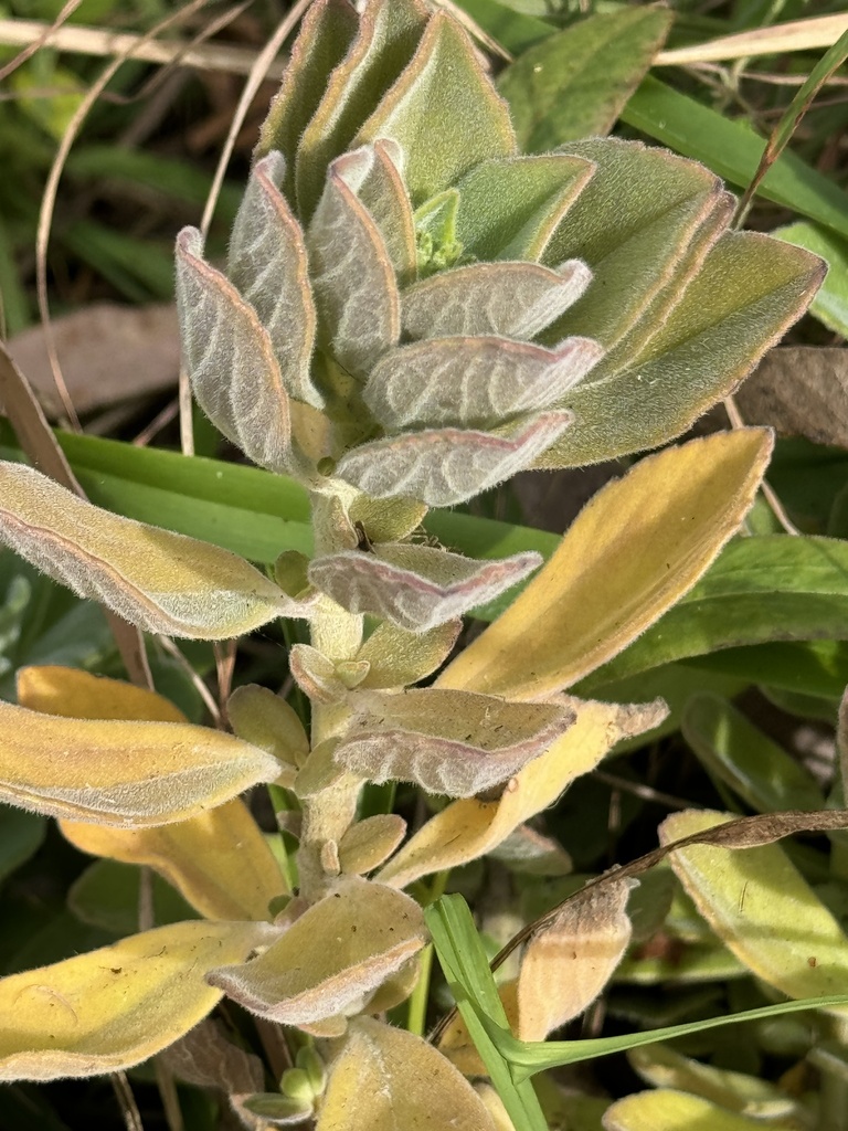 Hullworts from Bomaderry Creek Walking Tk, Bomaderry, NSW, AU on July ...