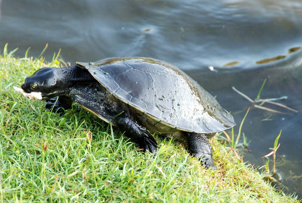 Eastern Short-necked Turtle from Hervey Bay QLD 4655, Australia on ...