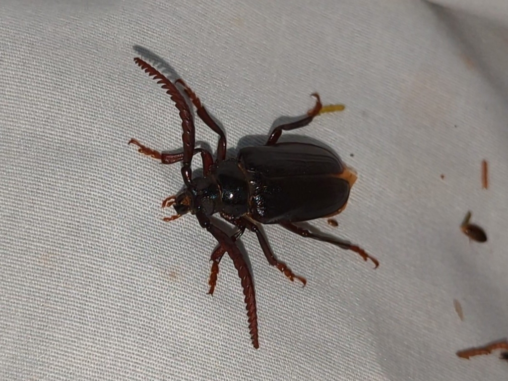 Tile-horned Prionus from College Station, TX, USA on July 18, 2024 at ...