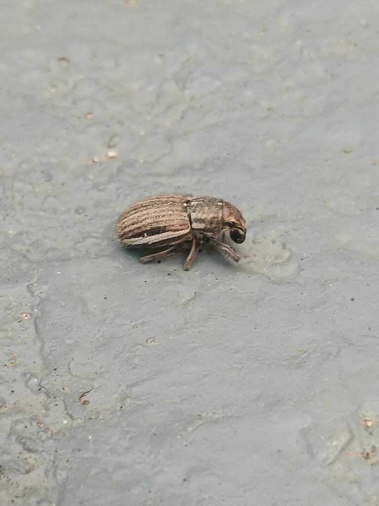 White-fringed weevil in July 2024 by buncombe_nc. ecoEXPLORE Username ...