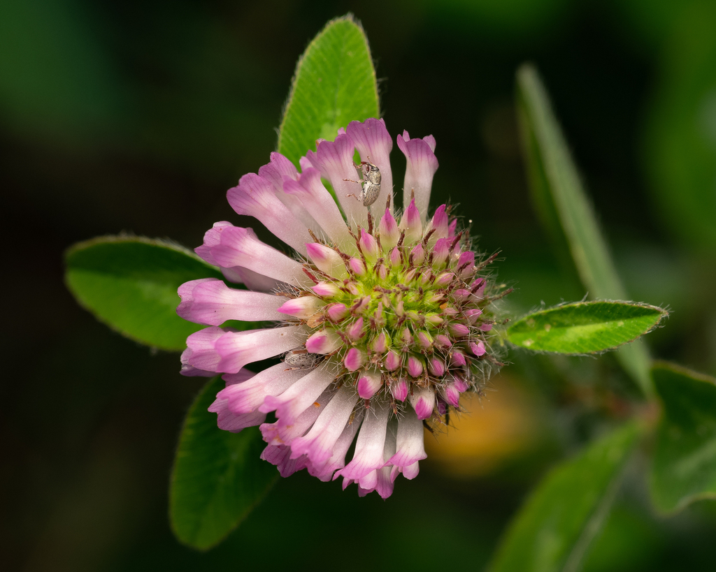 Red Clover in July 2024 by Alan Yoshioka. Two of the blossoms in this ...