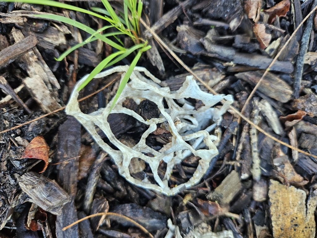 smooth cage fungus from Brighton North VIC 3186, Australia on July 18 ...