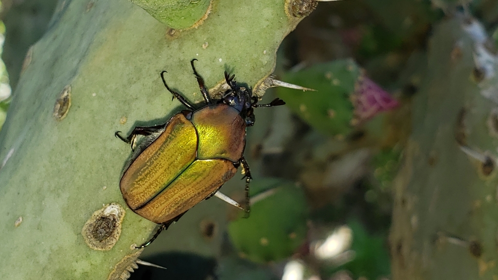 Mayates desde 48495 José María Morelos, Jal., Mexico el 17 de julio de ...