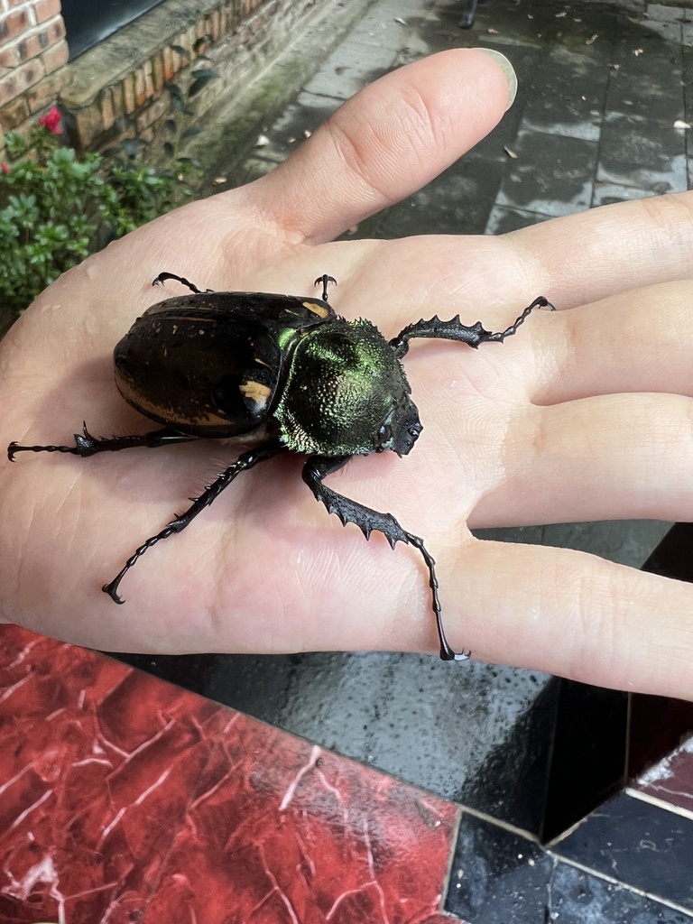 Cheirotonus jansoni in July 2024 by mantis_798 · iNaturalist