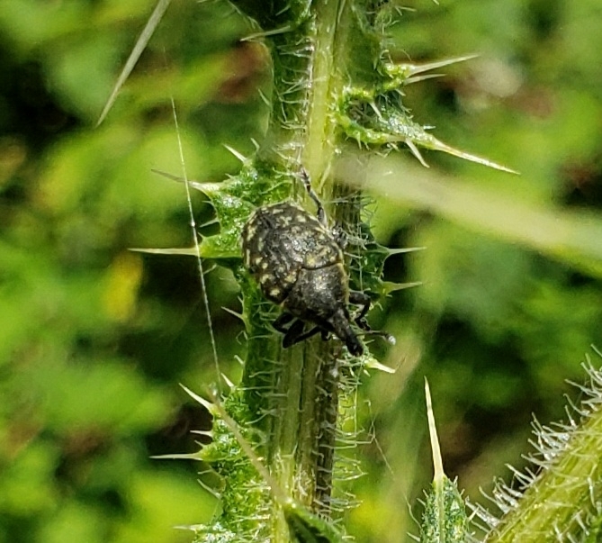 Turbine Cylindrical Weevil from 60 Kalbach-Riedberg, Deutschland on ...