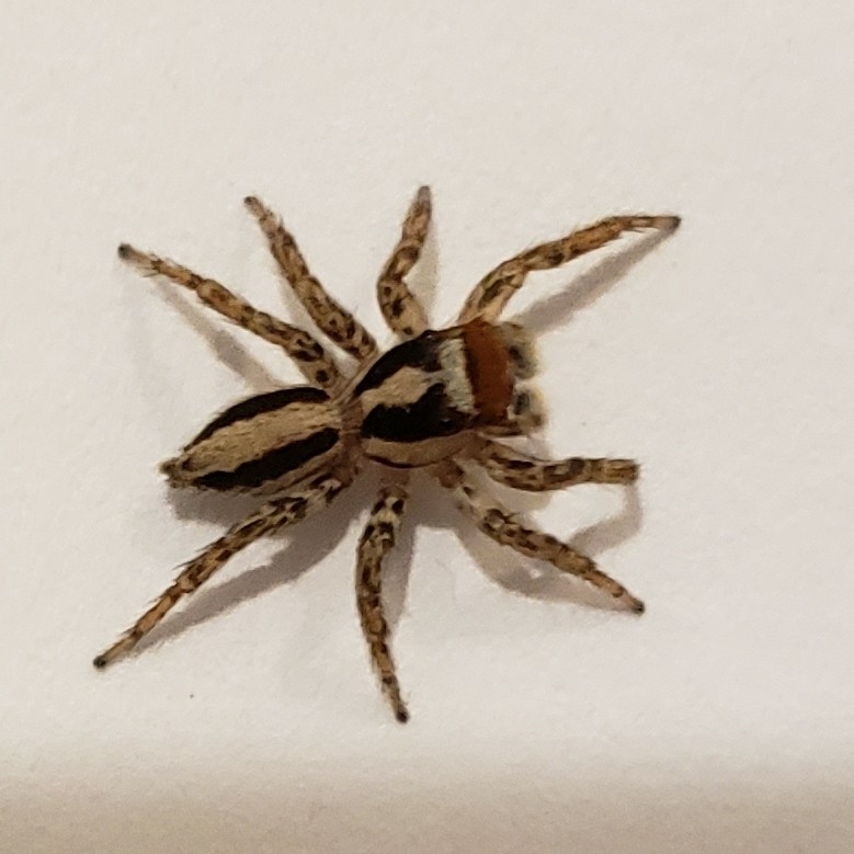 Plexippus setipes from Lotte Mall, Busan, South Korea on July 19, 2024 ...