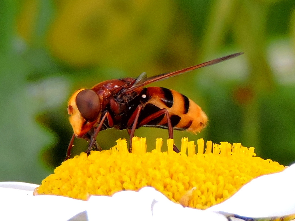 Hornet Mimic Hover Fly from Bath, UK on July 18, 2024 at 03:39 PM by ...