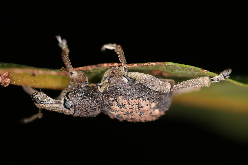Leptopius fasciculatus from Cow Bay QLD 4873, Australia on July 16 ...