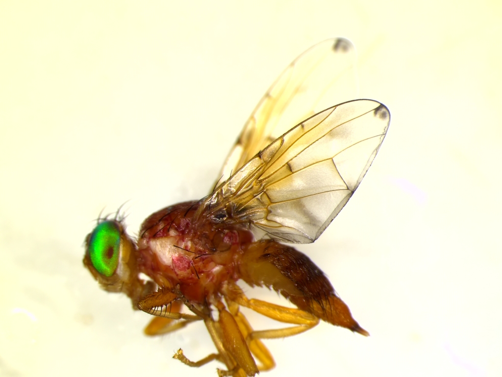 Ceratitis munroana from Old Place, Knysna, 6571, South Africa on July ...