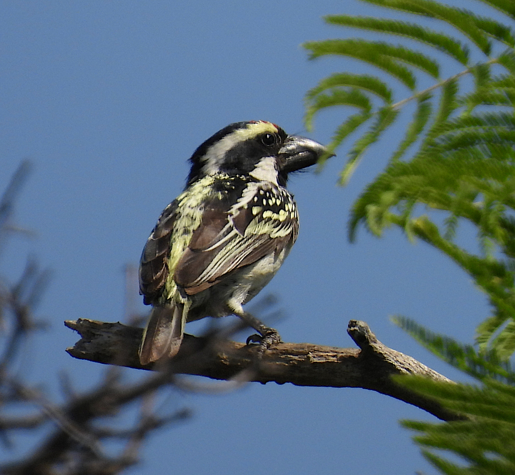 Common Pied Barbet from Lekwena Wildlife Estate, Potchefstroom, South ...