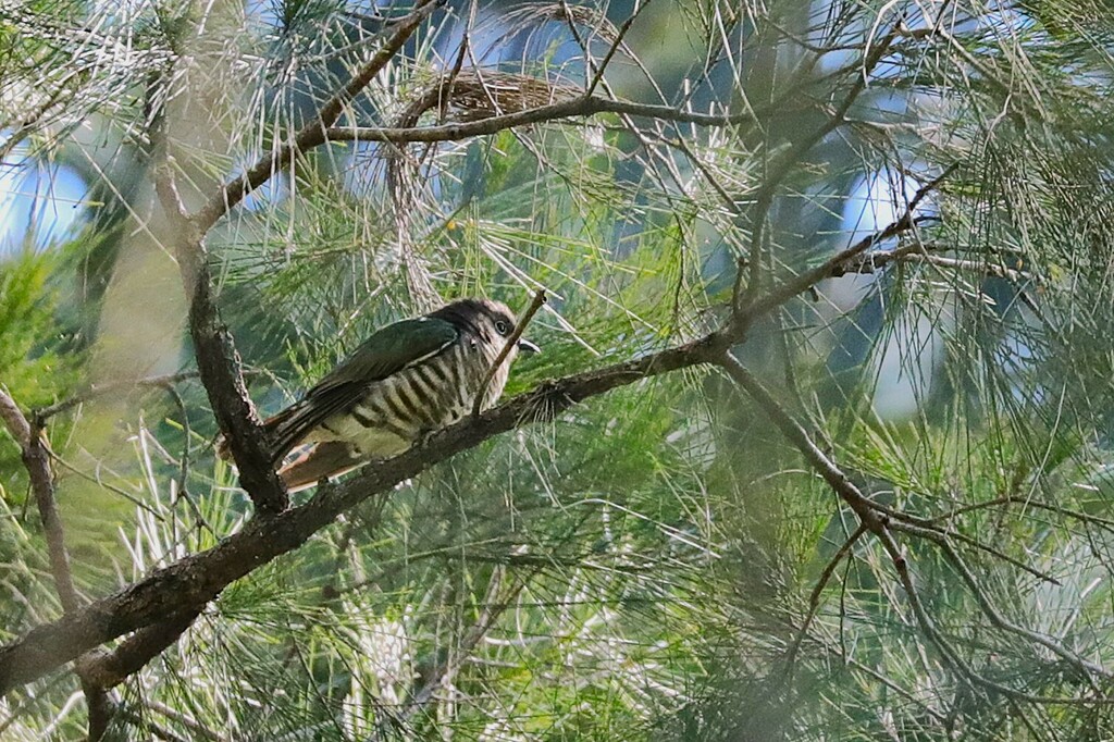 Shining Bronze Cuckoo from Netherdale QLD 4756, Australia on July 19 ...