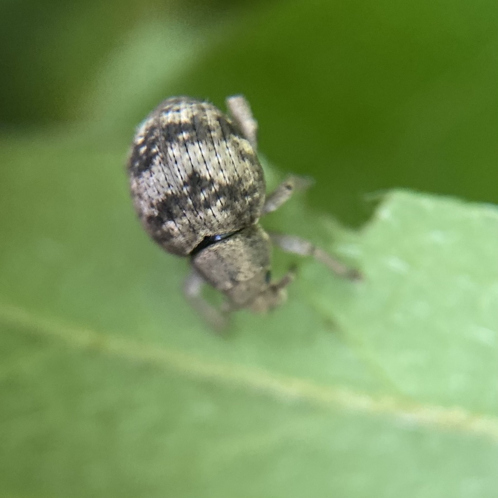Two-banded Japanese Weevil from Sarue Onshi Park, Koto, Tokyo, JP on ...