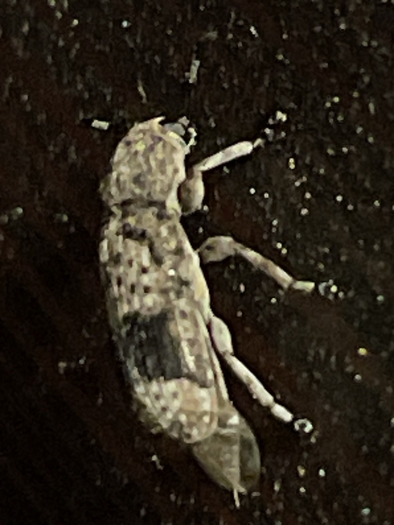 Japanese Fungus Weevil from Myoko-Togakushi renzan National Park ...