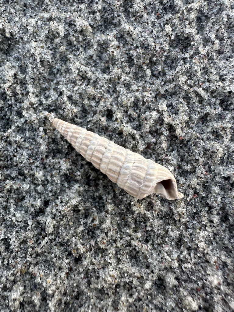 Eastern Auger from Ocean Blvd E, NC, US on July 19, 2024 at 06:46 AM by ...