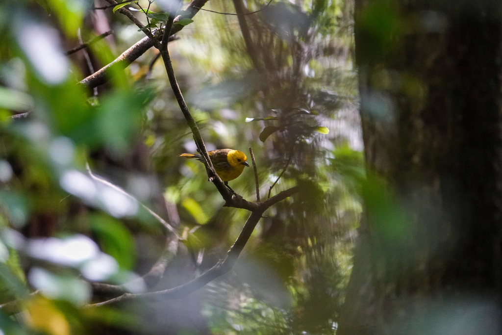 Yellowhead in January 2024 by alfieb77 · iNaturalist