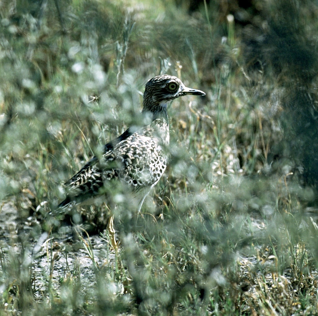 Southern Spotted Thick-Knee from Tutume, Botswana on February 20, 2002 ...