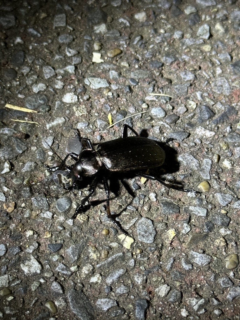 Calosoma chinense from University of Tsukuba, Tsukuba, Ibaraki, JP on ...