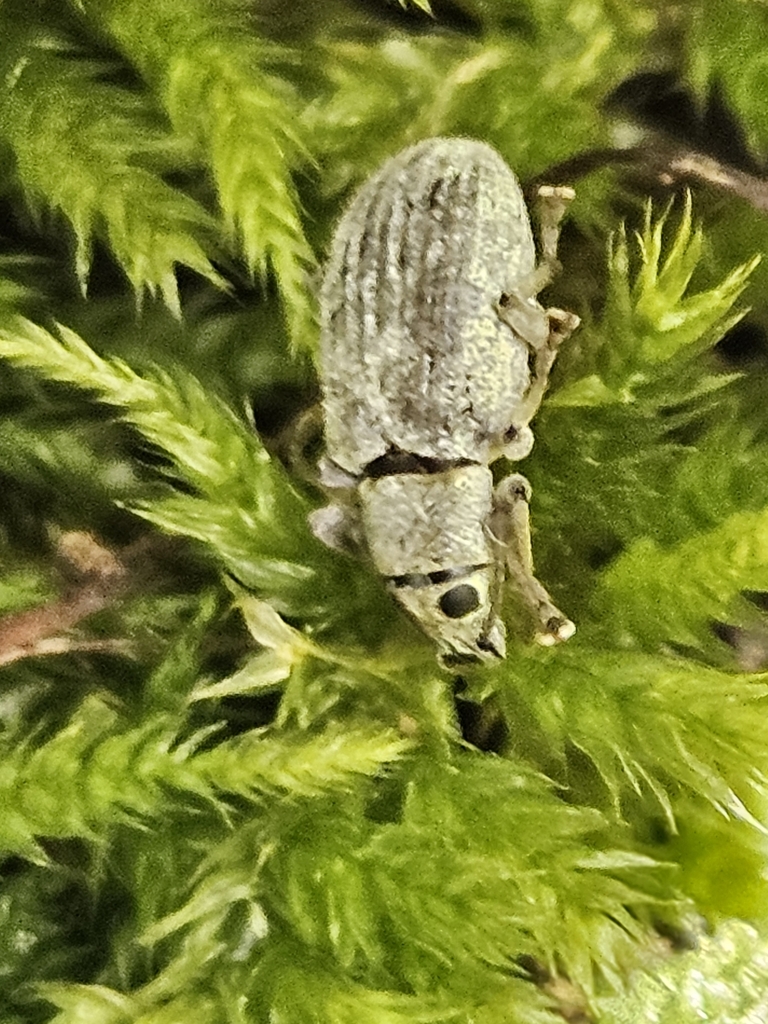 Asian Oak Weevil from Balsam Grove, NC 28708, USA on July 18, 2024 at ...