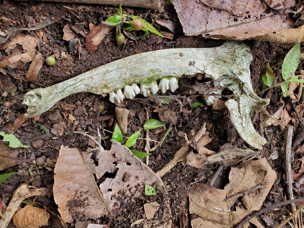 White-tailed Deer from Mount Totumas Cloud Forest on July 16, 2024 at ...