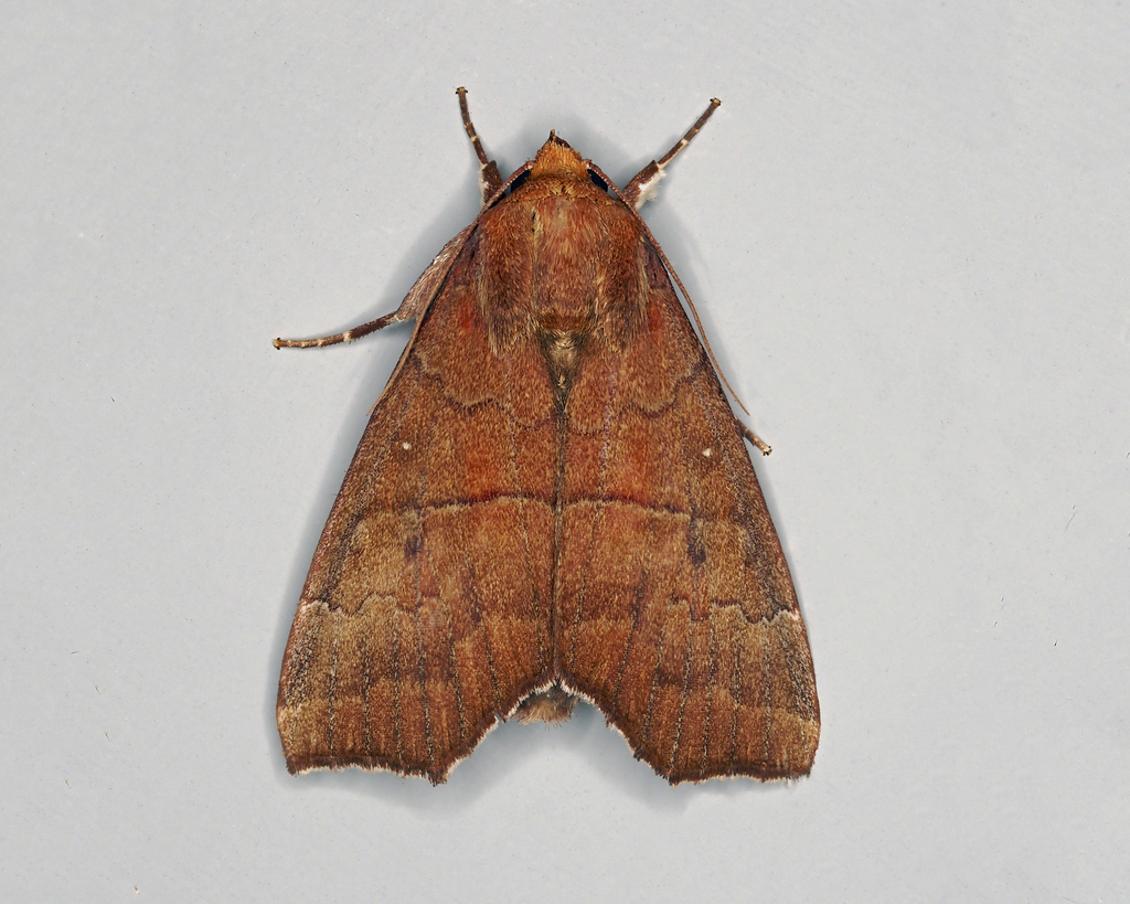 Hibiscus Leaf Caterpillar Moth from Salem, NH 03079, USA on July 19 ...