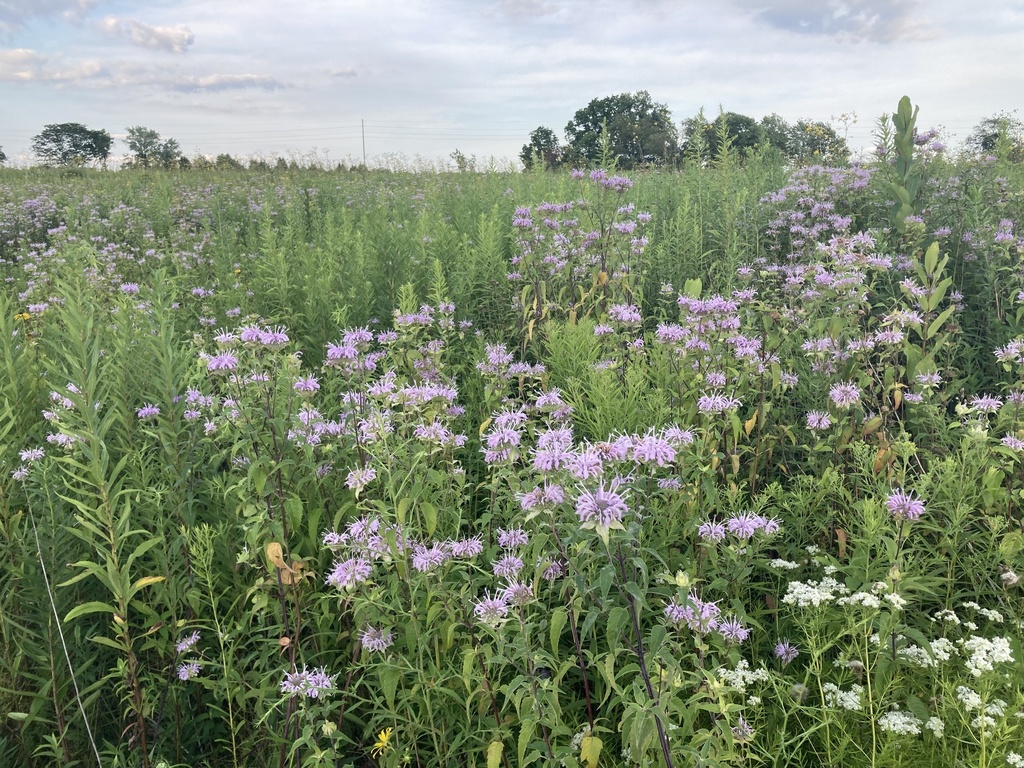 wild bergamot from Springfield Bog Metro Park, Akron, OH, US on July 16 ...