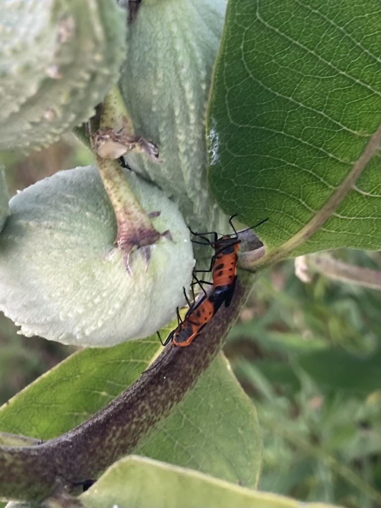 Large Milkweed Bug from Springfield Bog Metro Park, Akron, OH, US on ...