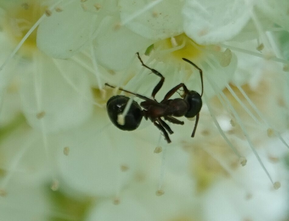 New World Red Bearded Ant from College, AK 99709, USA on July 17, 2024 ...